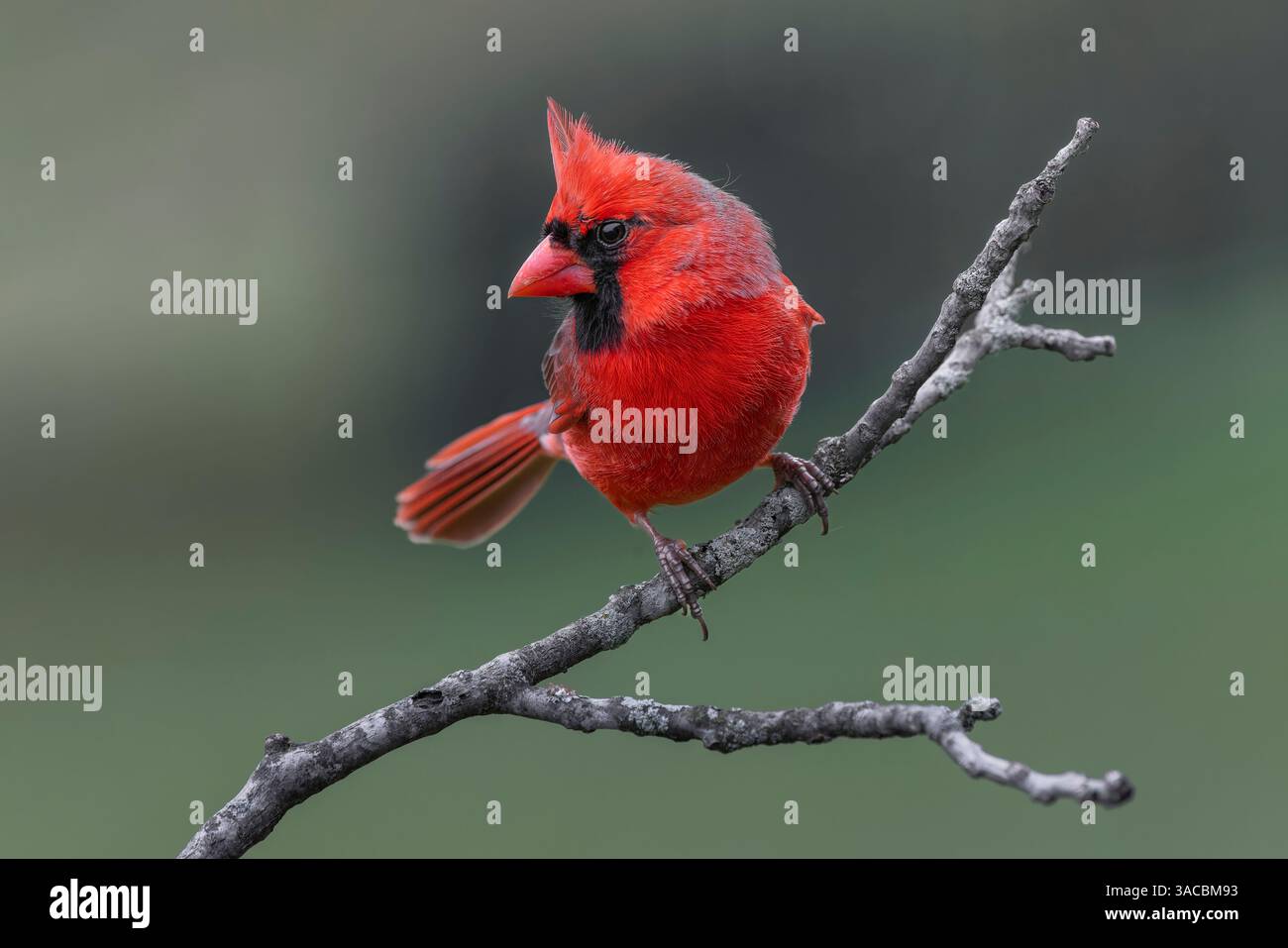 Male Northern Cardinal in winter, Kentucky Stock Photo - Alamy