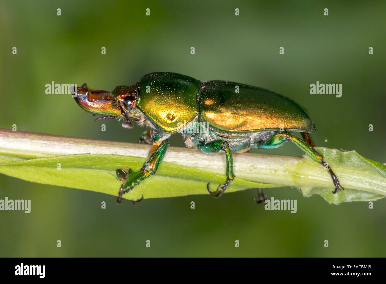Shiny green stag beetle - Lamprima aurata - showing mandibles ...
