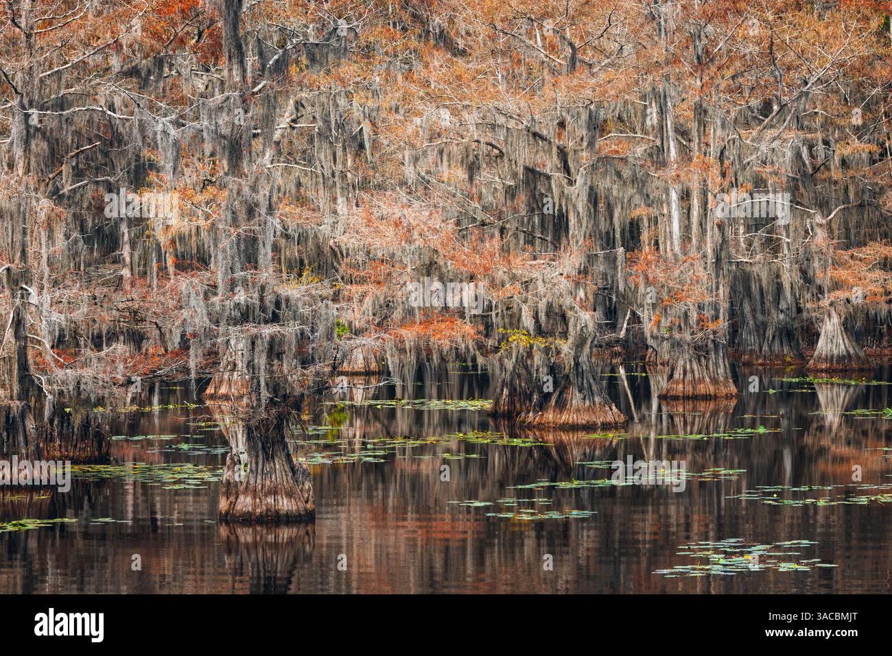 Bald cypress trees and autumn colors in southern swamp, Caddo Lake ...