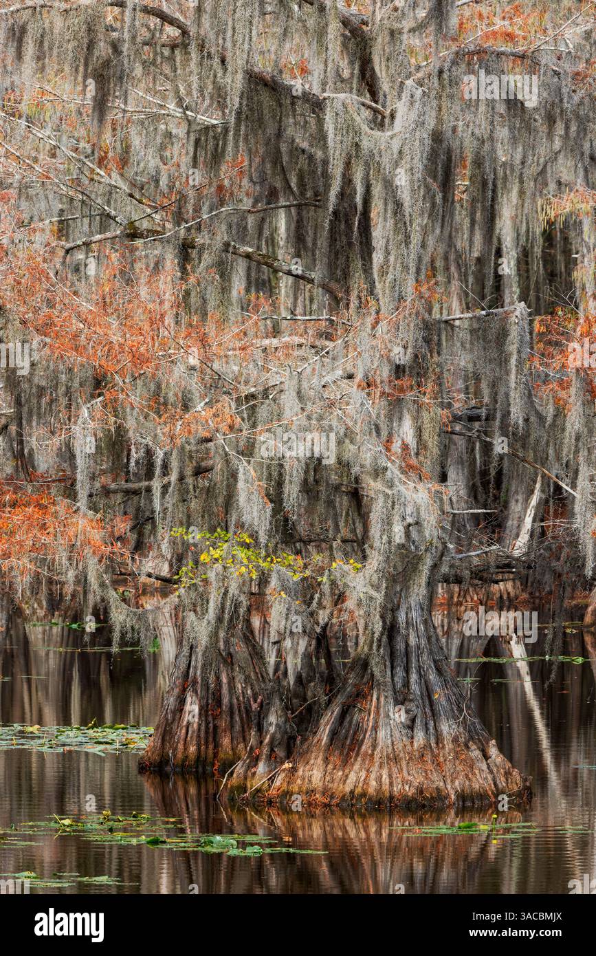 Bald cypress trees and autumn colors in southern swamp, Caddo Lake ...