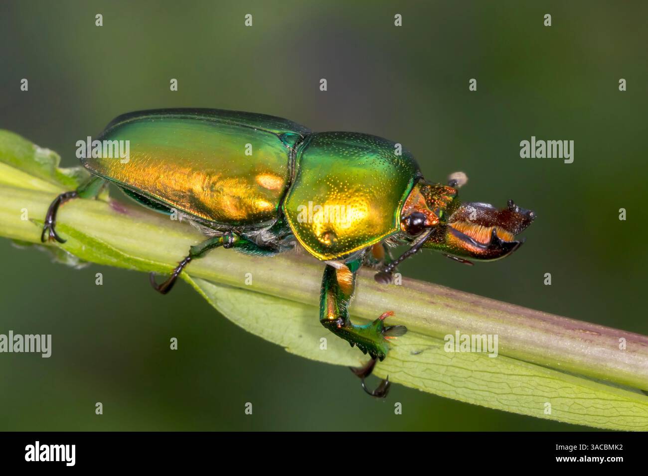 Golden Stag Beetle - Lamprima aurata - on leaf stem, Warburton ...