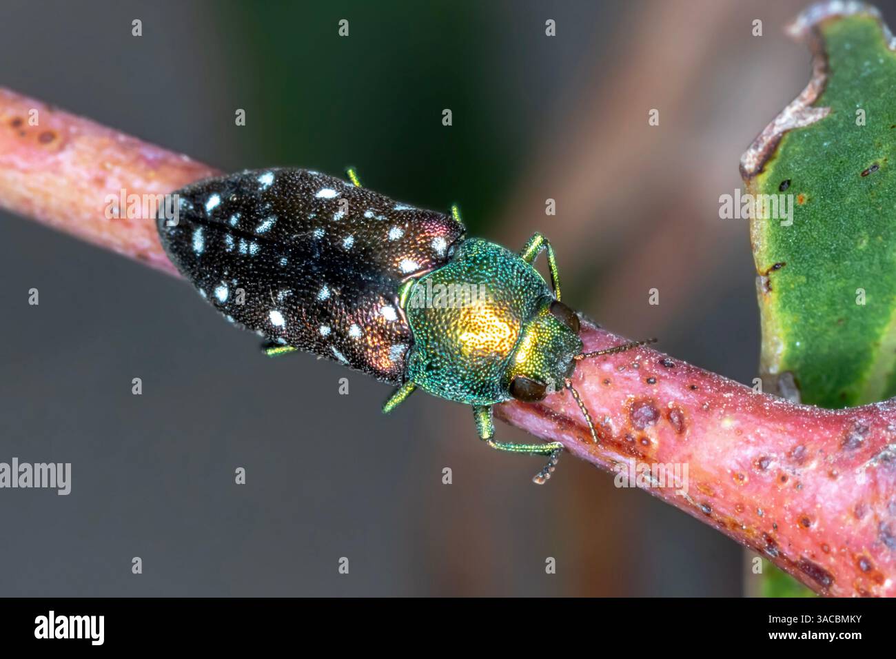 Metallic jewel beetle - Diphucrania leucosticta - in natural habitat ...