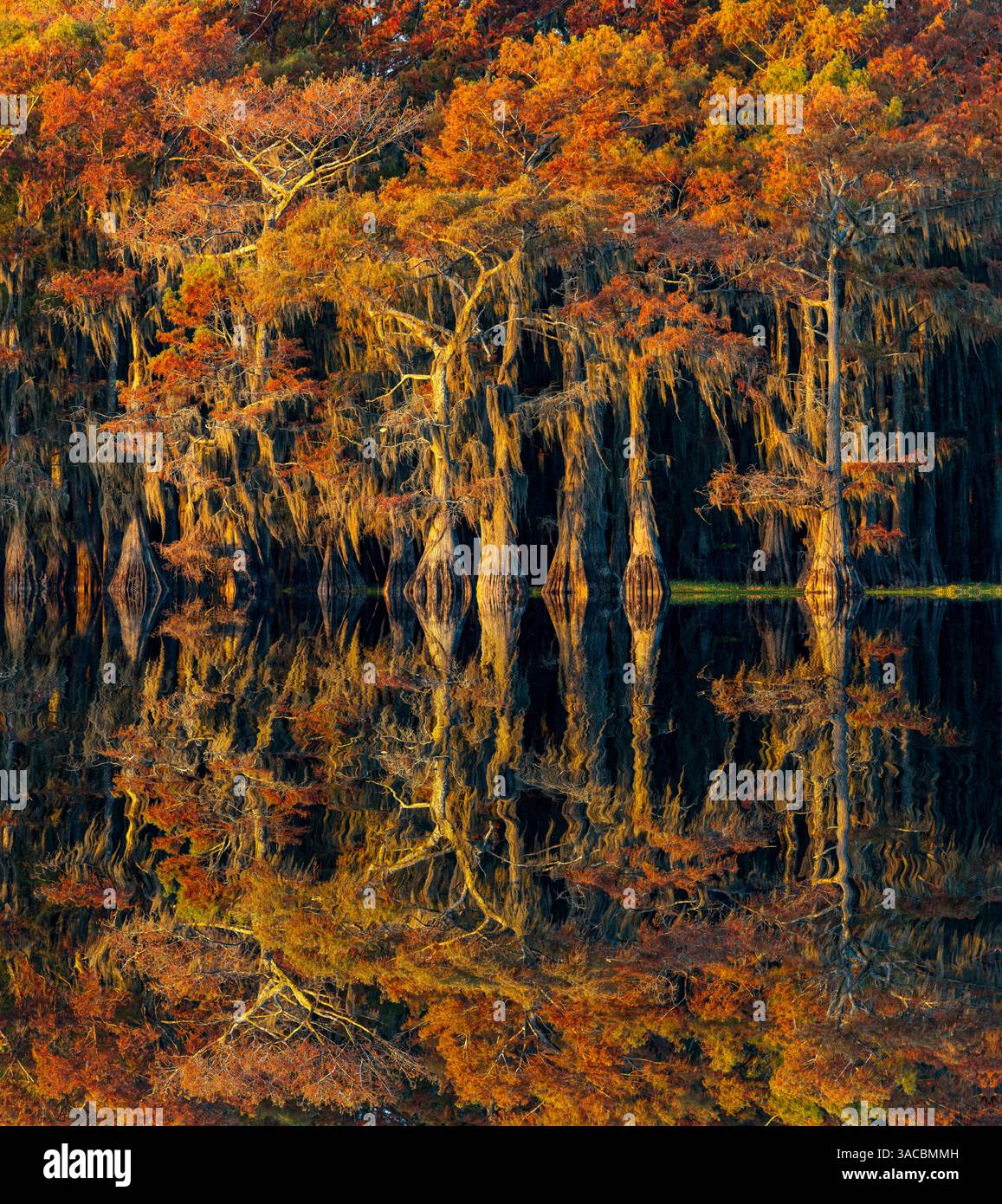 Bald cypress trees reflecting autumn colors in southern swamp, Caddo ...