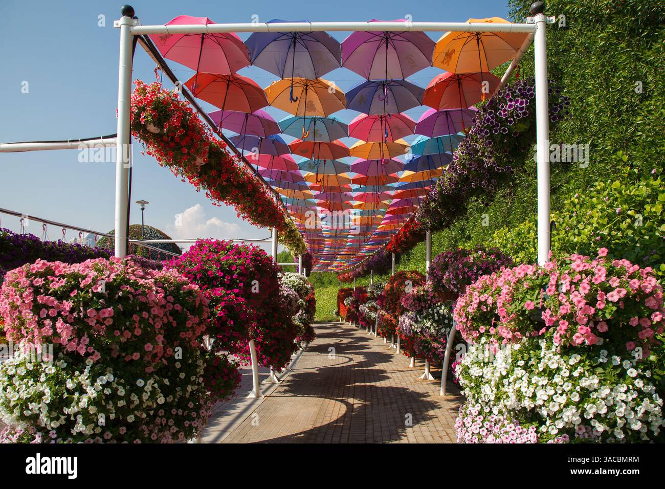 A Path with beautiful colorful flowers inside the famous Miracle Garden ...