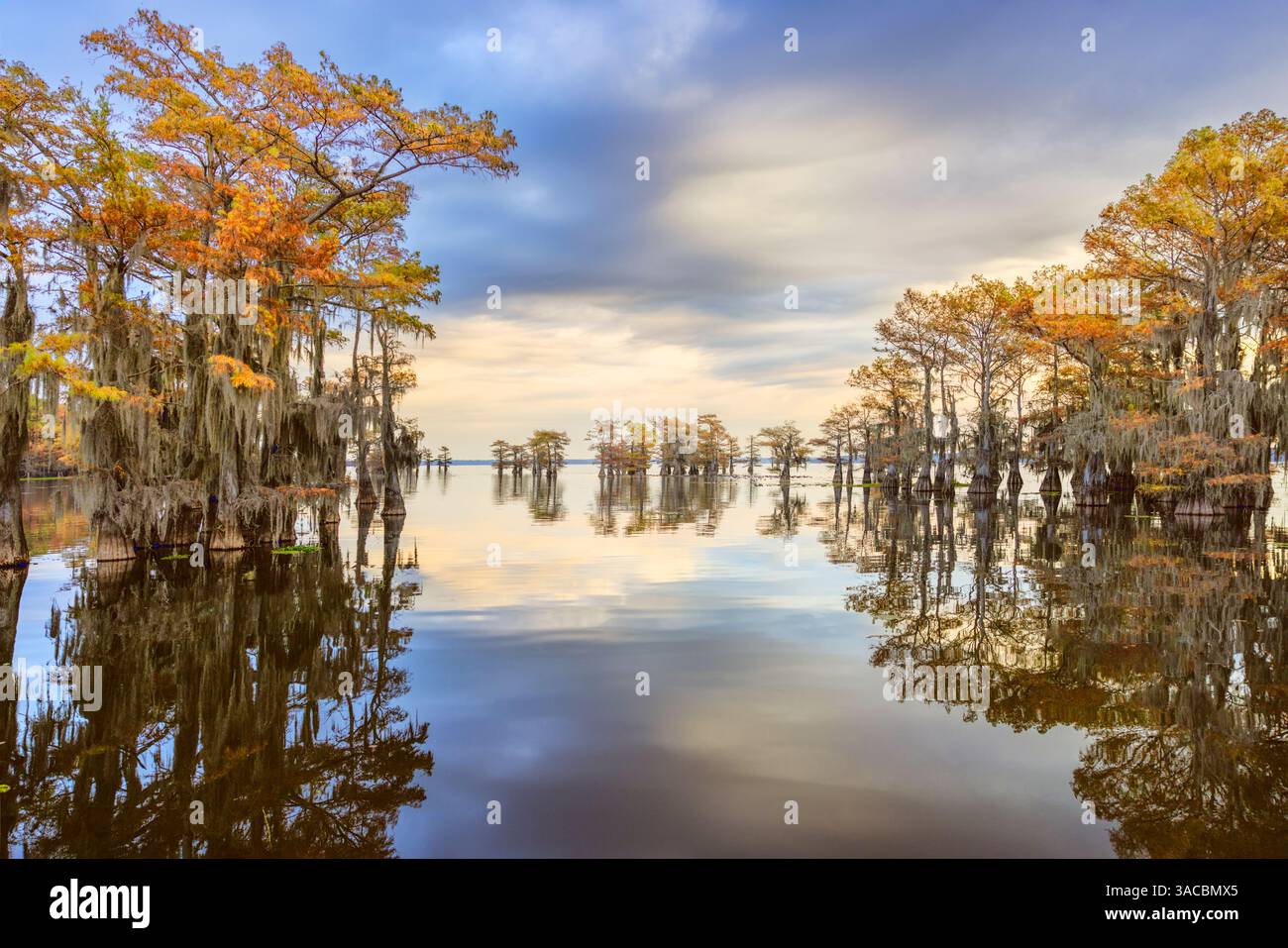 Stand of bald cypress trees, silhouetted at sunrise, Caddo Lake, Texas ...