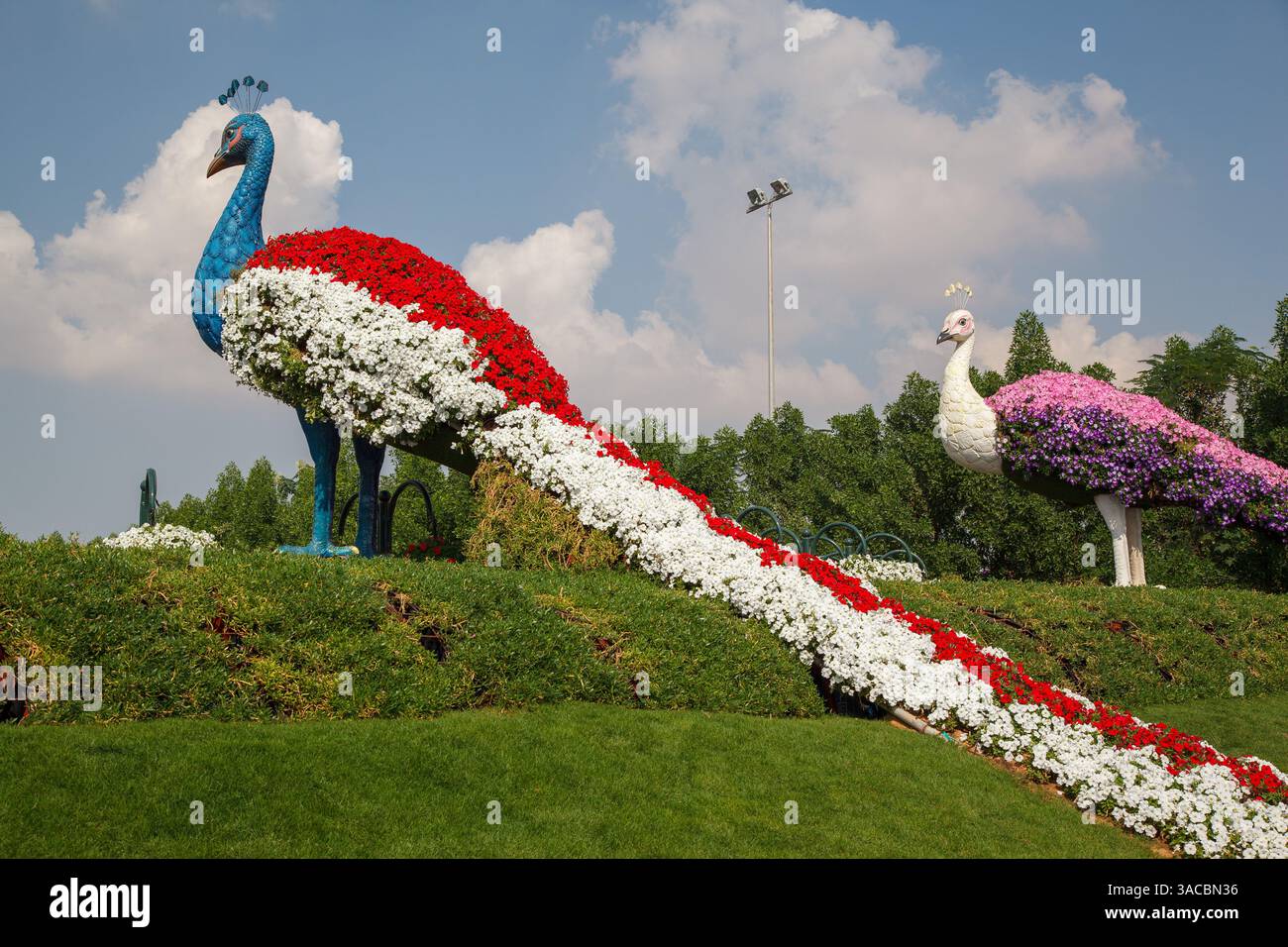 The Floral Peacocks beautiful colorful flowers inside the famous ...