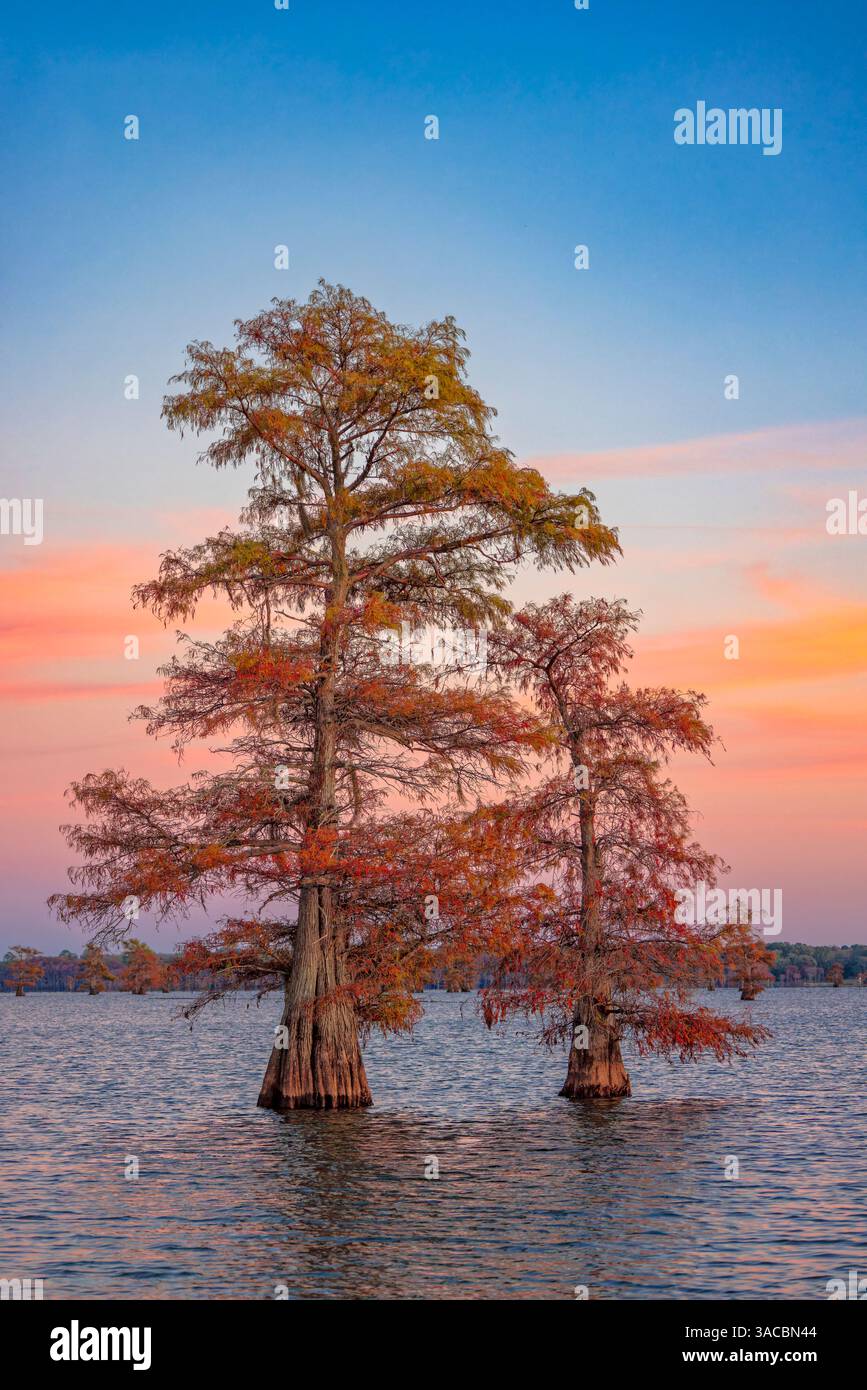 Stand of bald cypress trees at sunset, Caddo Lake, Texas Stock Photo ...