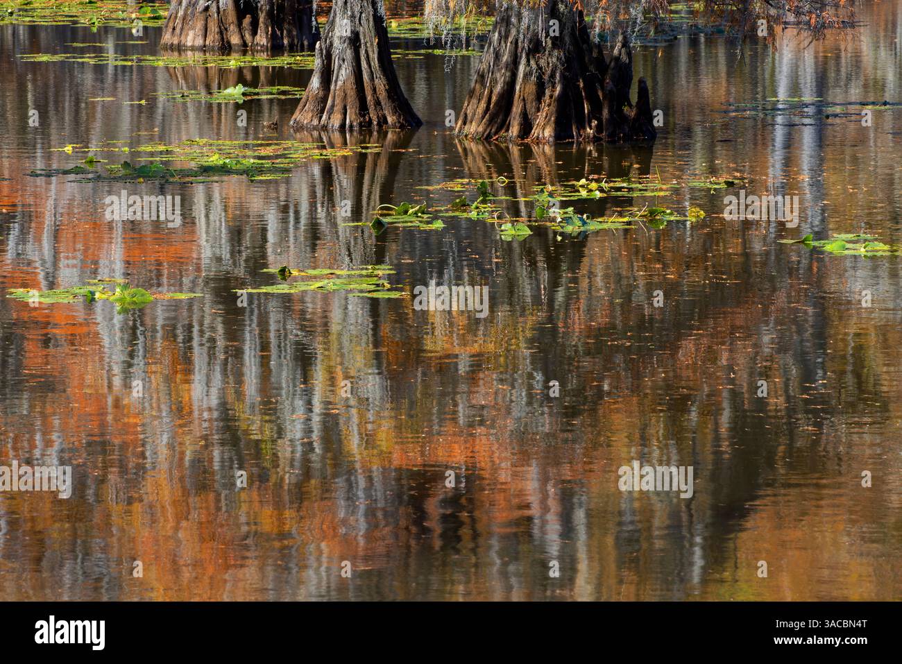 Autumn colors on Caddo Lake, Texas. Worlds largest bald cypress forest ...