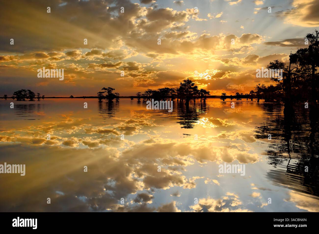 Bald cypress trees silhouetted at sunset, Caddo Lake, Texas. Worlds ...