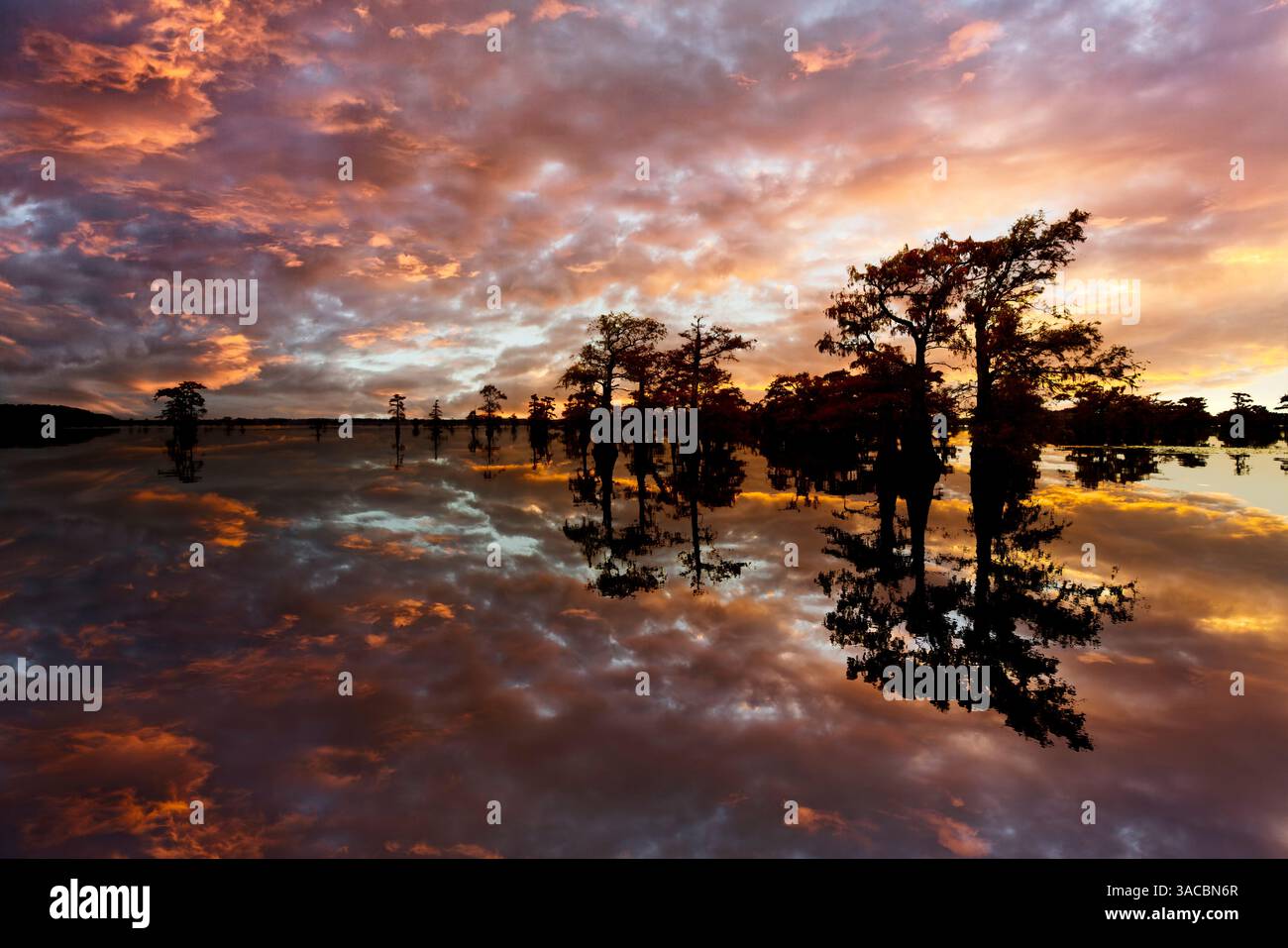 Bald cypress trees silhouetted at sunset, Caddo Lake, Texas. Worlds ...