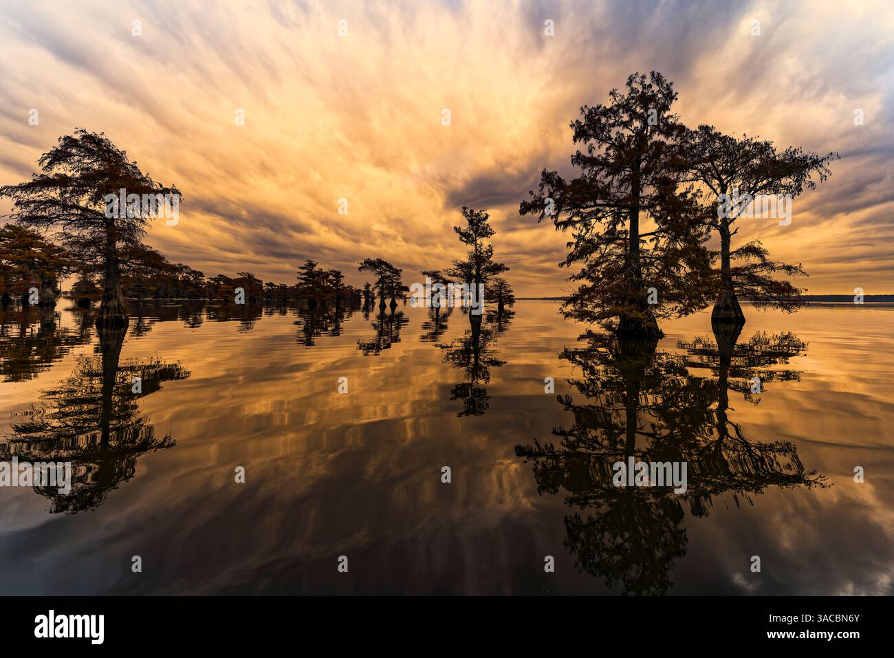 Bald cypress trees silhouetted at sunset, Caddo Lake, Texas. Worlds ...