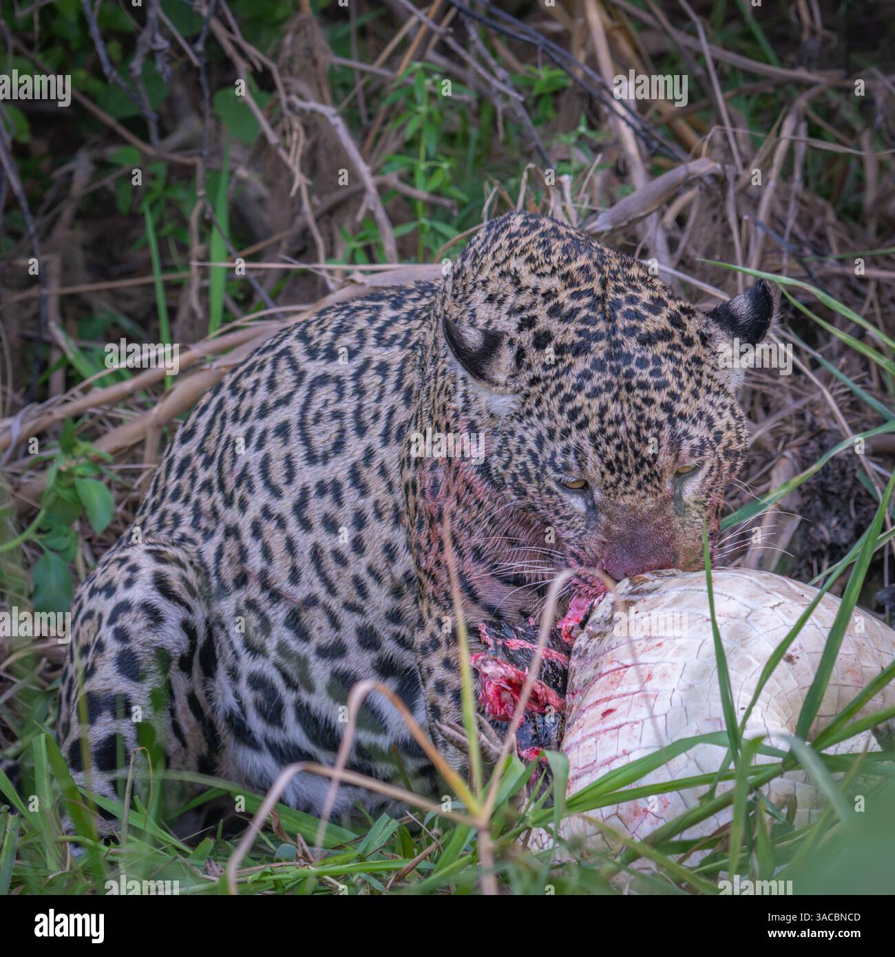 Black caiman eating hi-res stock photography and images - Alamy