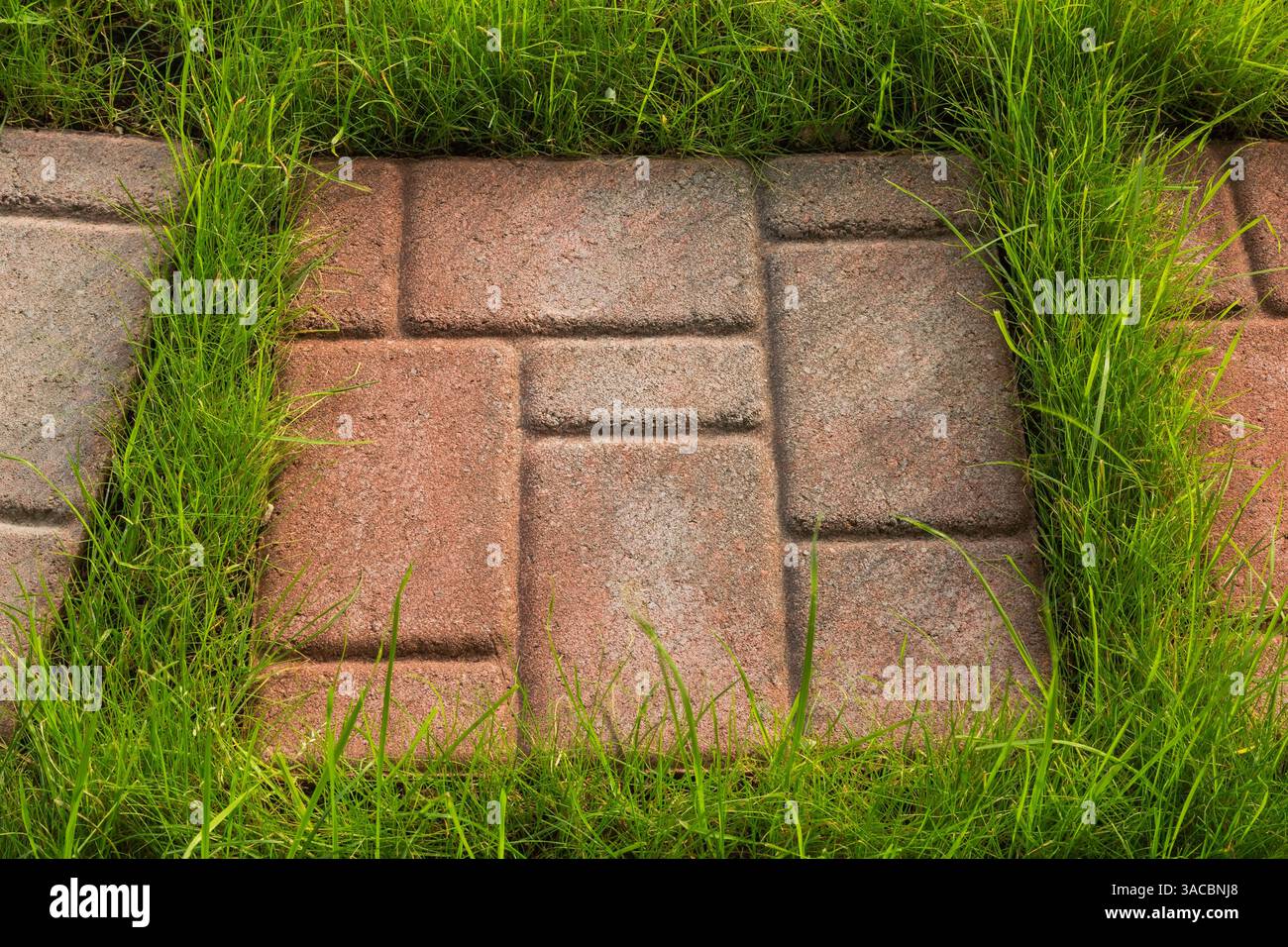Tan and beige stepping stone path on grass lawn in backyard in summer ...