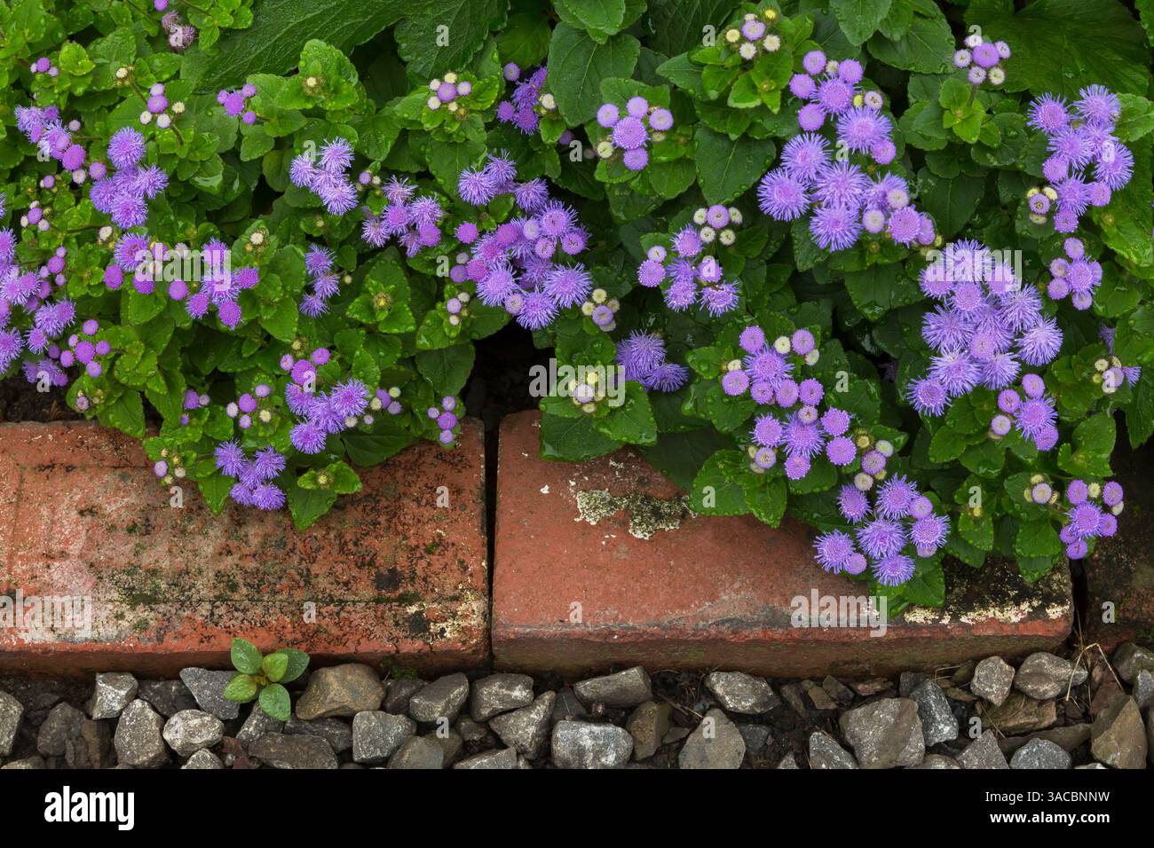 Ageratum houstonianum 'Aloha Blue' - Floss Flower in red brick edged ...