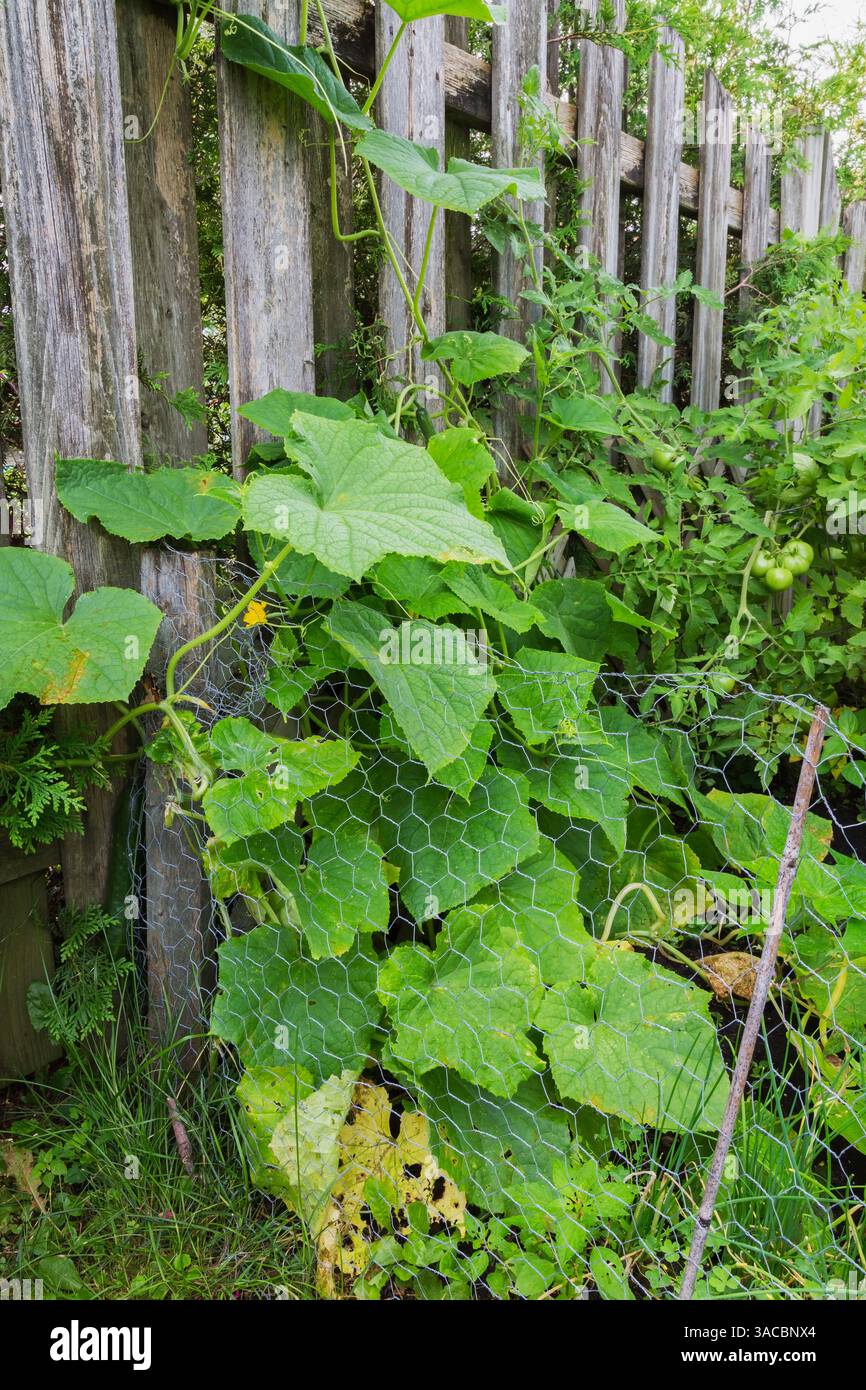 Cucumis sativus - Lebanese Cucumber plant growing against wood plank ...