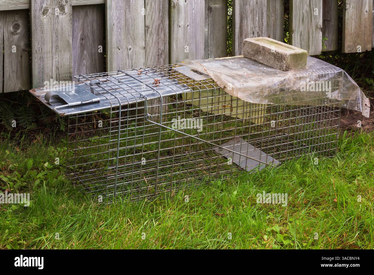 Humane live animal steel wire cage trap in backyard garden in summer ...