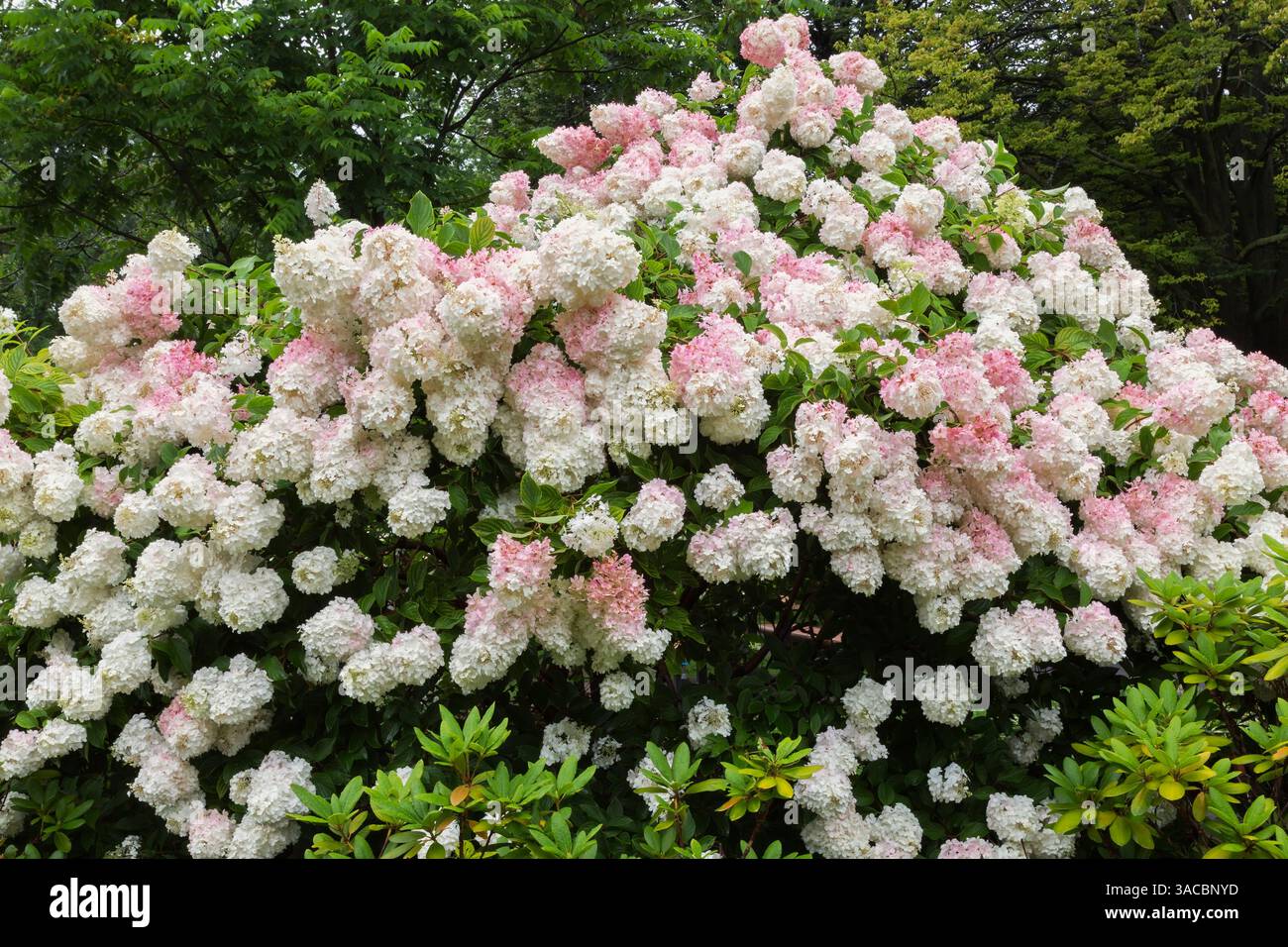 Hydrangea paniculata 'Grandiflora' - PeeGee Hydrangea in summer, Quebec, Canada Stock Photo - Alamy