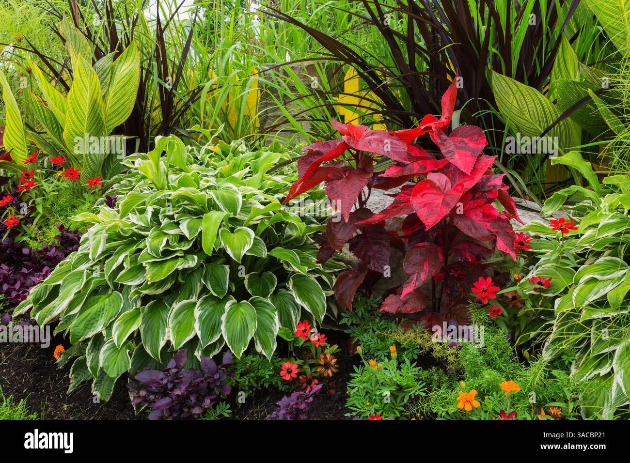 Orange Tagetes - Marigold, Red Zinnia, Alternanthera 'Purple Prince ...
