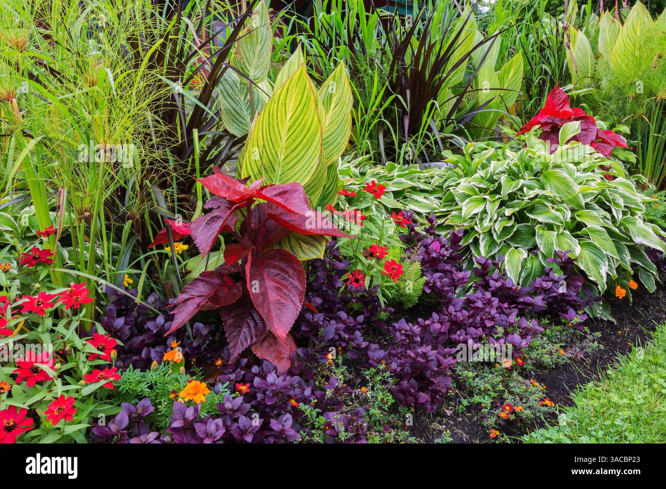 Red Zinnia, orange Tagetes - Marigold, Alternanthera 'Purple Prince ...