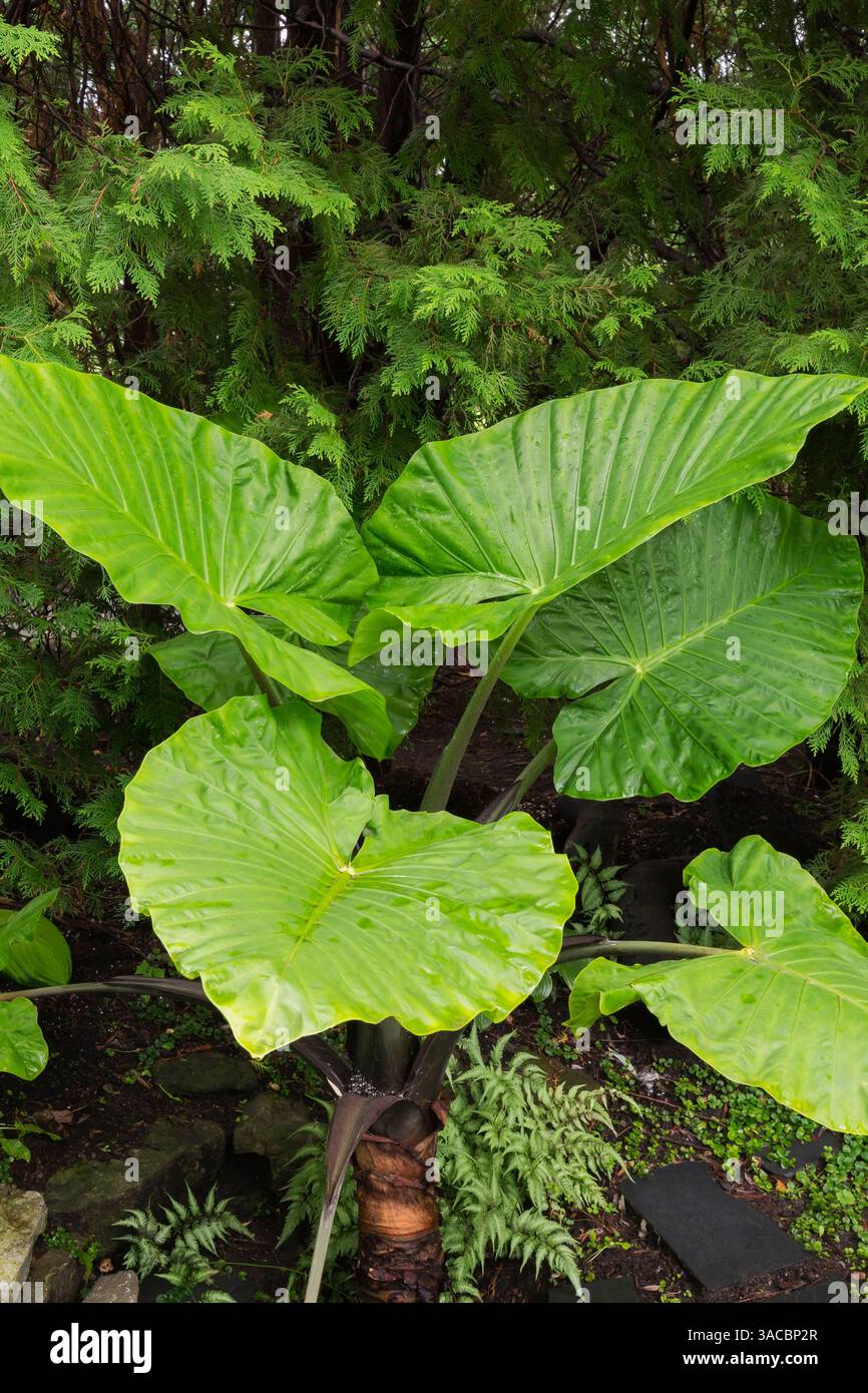 Alocasia macrorrhiza - Giant Taro in border in summer, Quebec, Canada ...