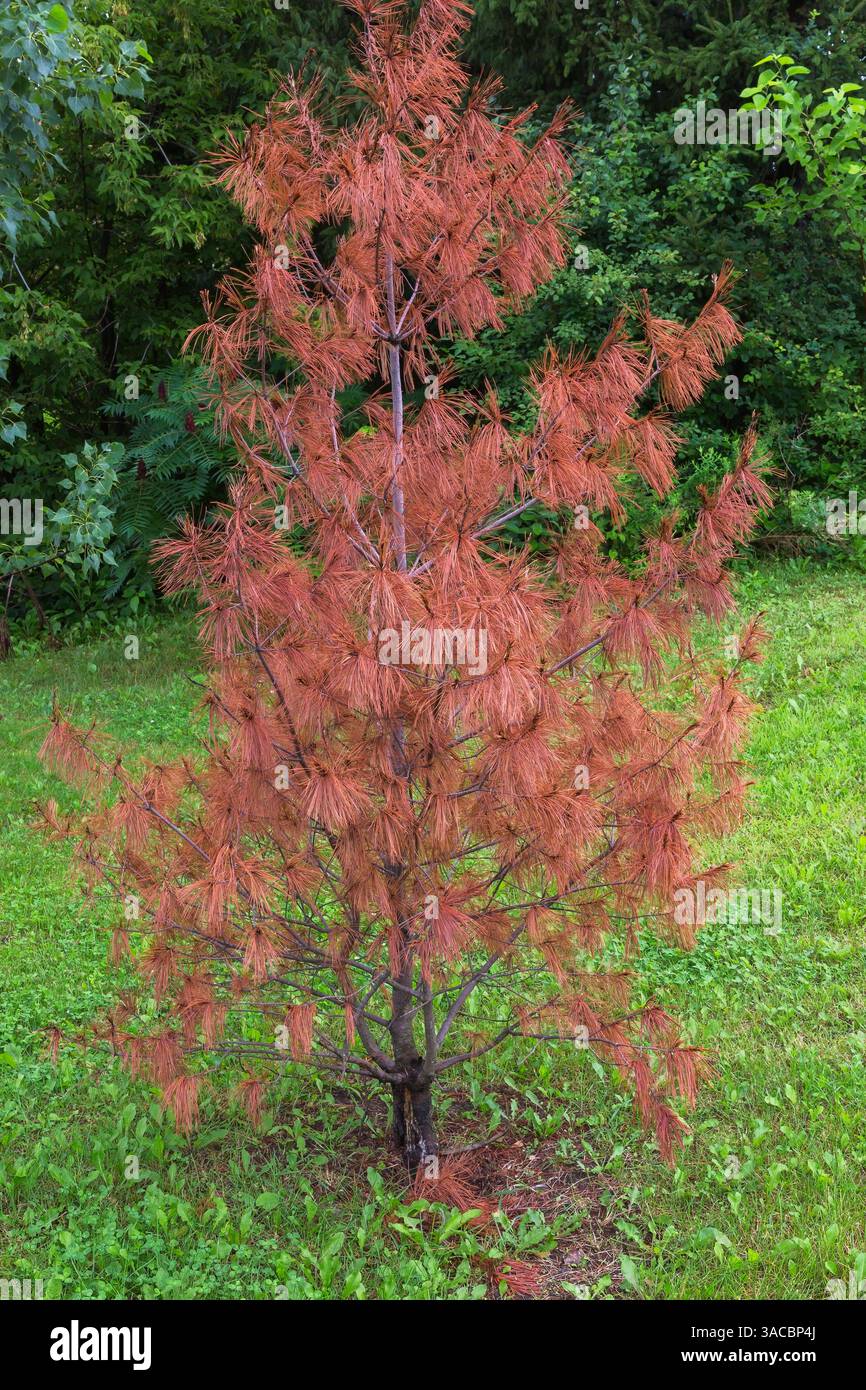 Pinus resinosa - Red Pine tree sapling dead from rust disease in summer ...