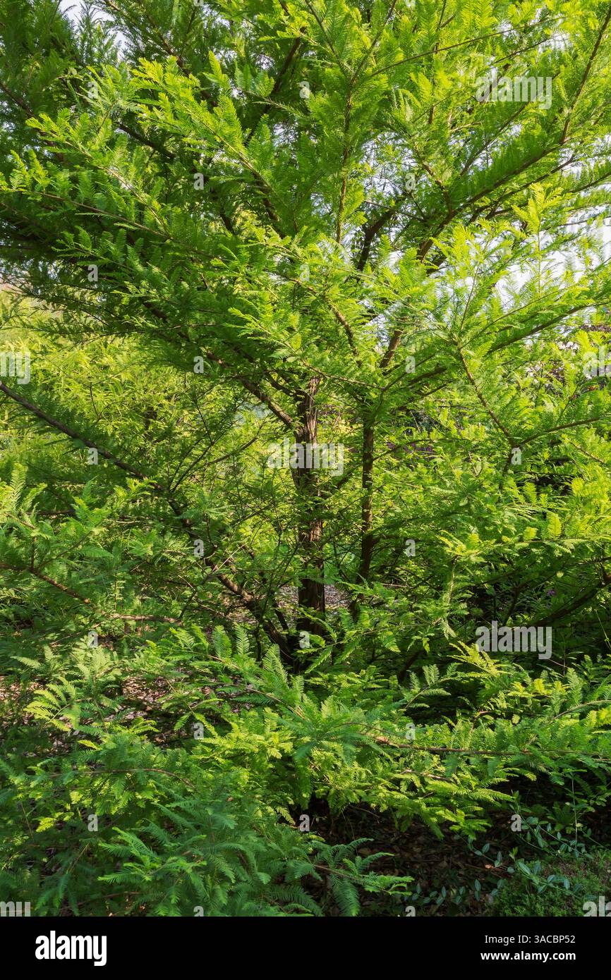 Taxodium distichum - Bald Cypress tree in summer Stock Photo - Alamy