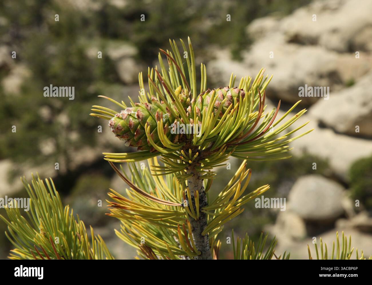 Limber Pine (Pinus flexilis) cones in Weatherman Draw, Montana Stock ...