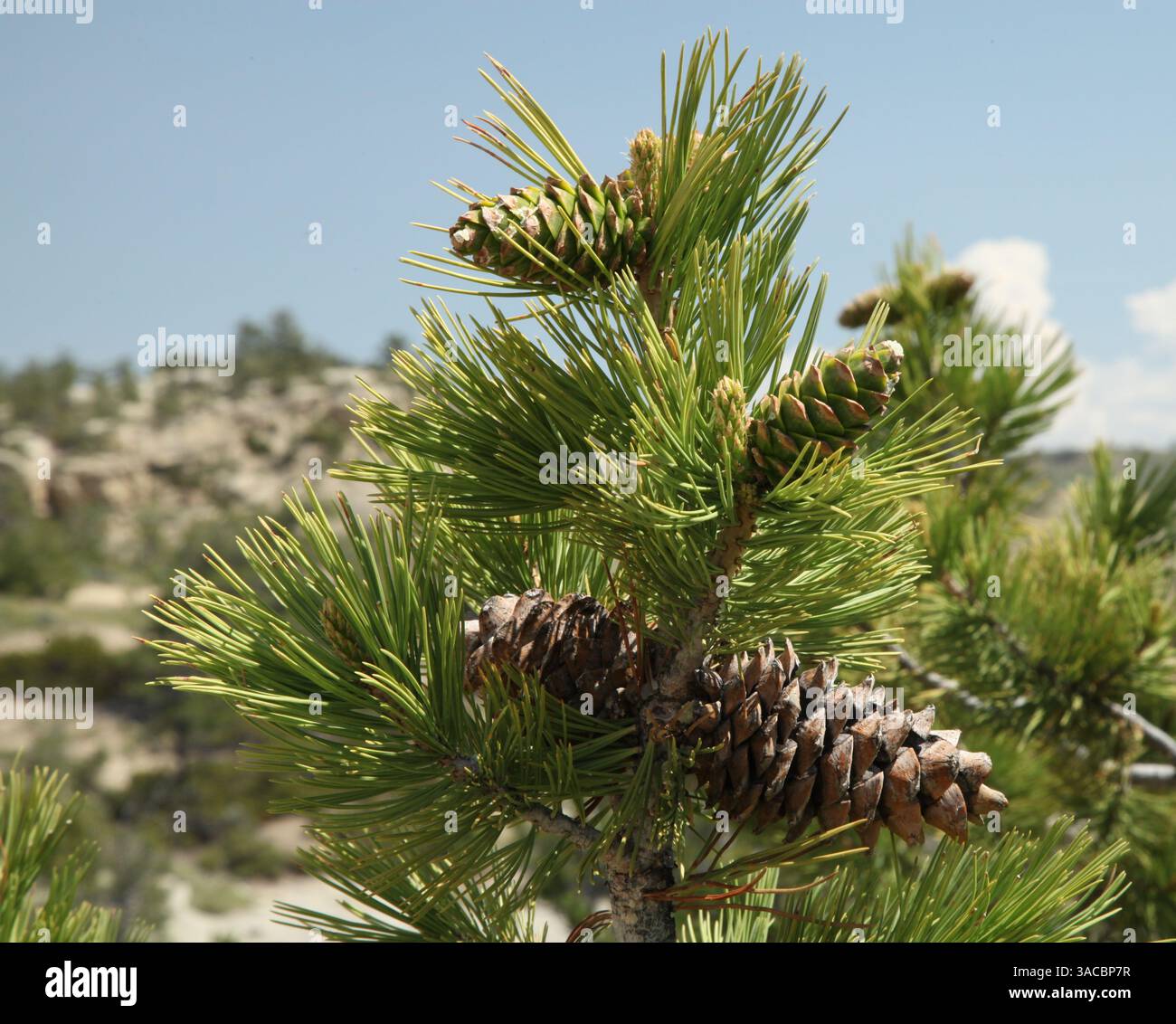 Old and new Limber Pine (Pinus flexilis) cones in Weatherman Draw ...