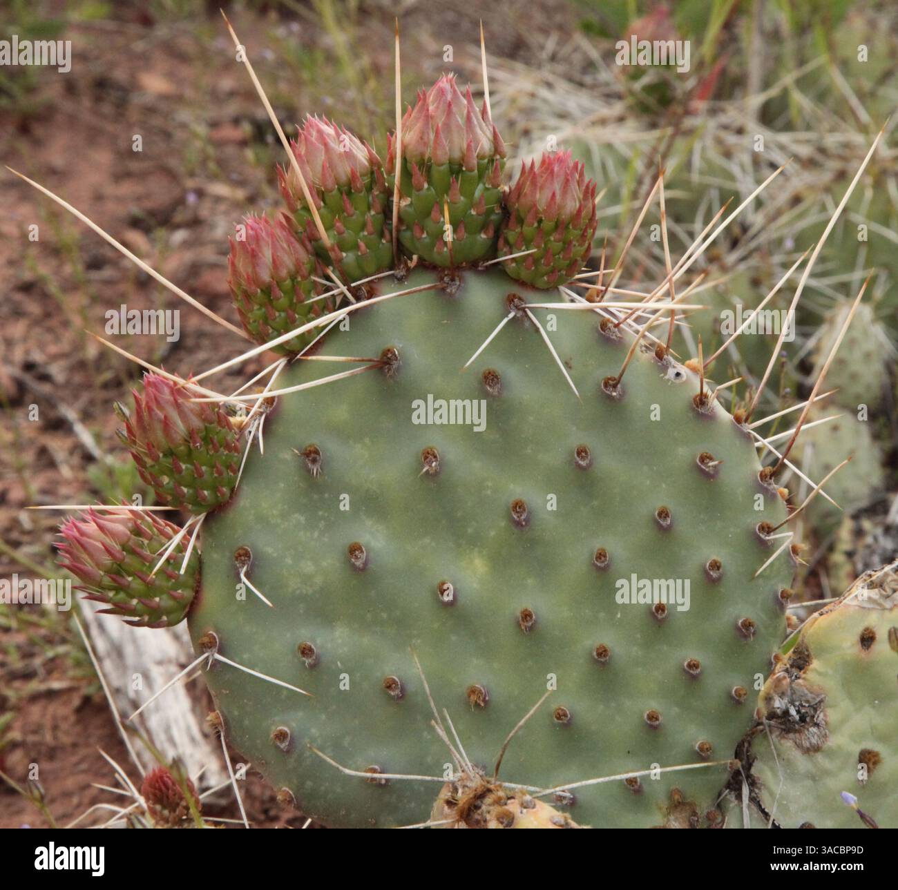 Cactus in Zion National Park, Utah Stock Photo - Alamy