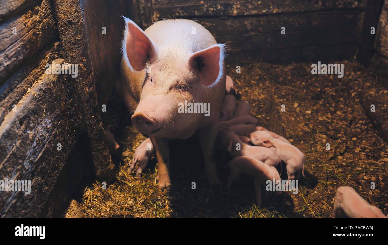 Sow feeding piglets in dark barn of pig farm Stock Photo - Alamy