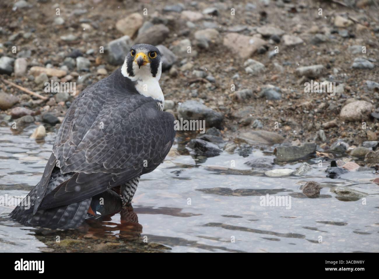 Peregrine falcon (Falco peregrinus japonensis), also known simply as ...