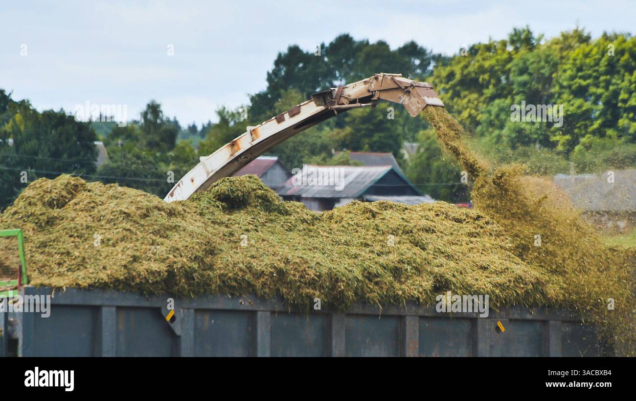Forage harvester unloading green hi-res stock photography and images ...