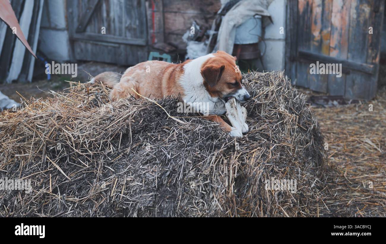 Cute dog chewing bone lying on haystack in farmyard Stock Photo - Alamy