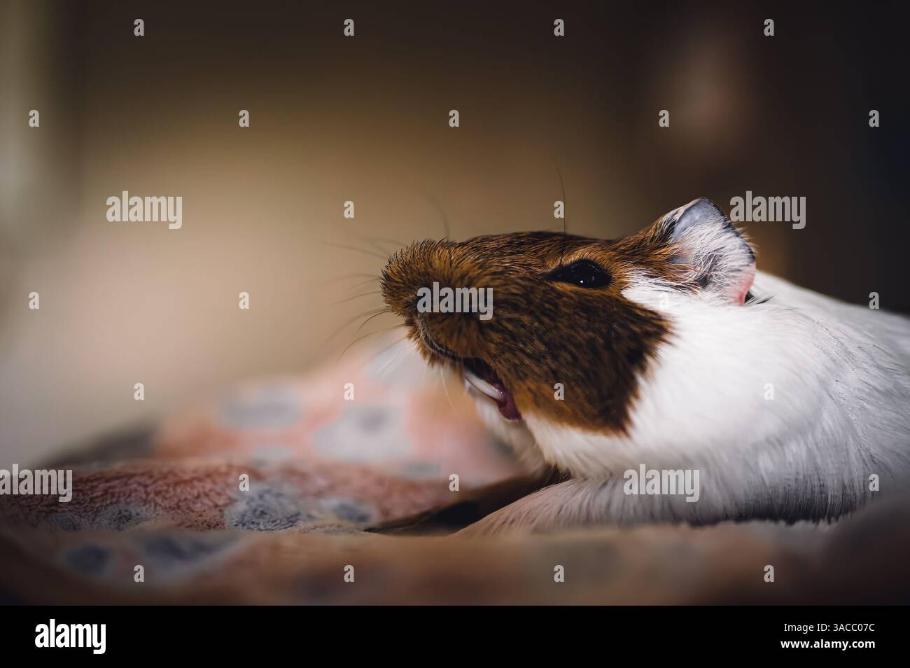 Side view of a tired Guinea pig laying on a blanket while stretching ...