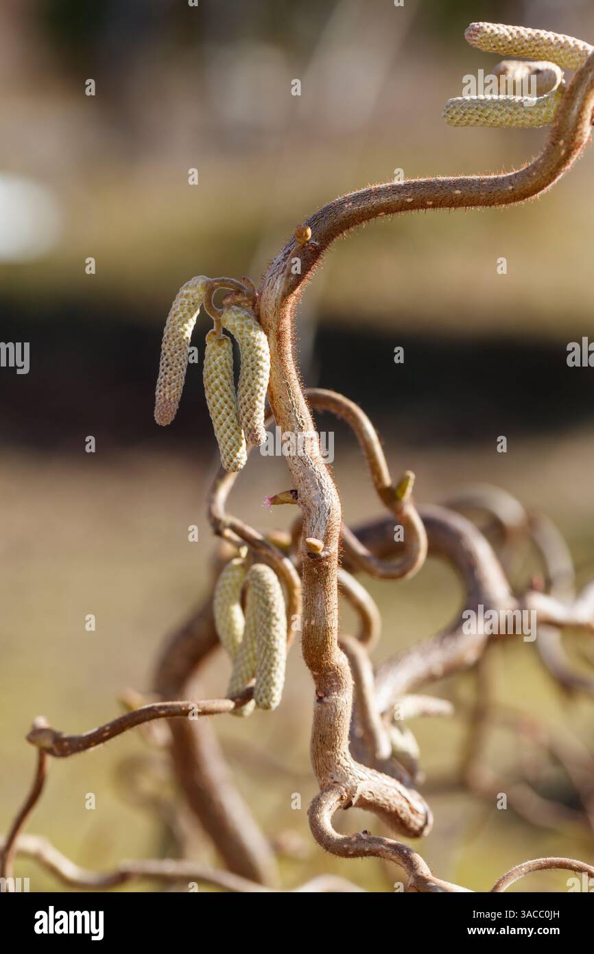 'Contorta' Harry Lauder’s walking stick, Ormhassel (Corylus avellana ...
