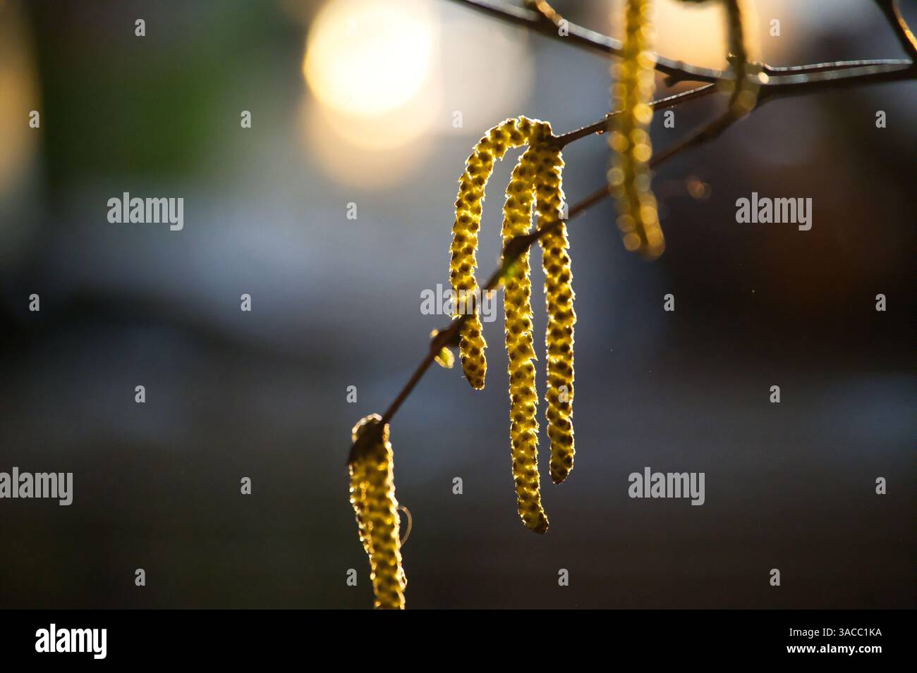 Close-up view showcases delicate catkins hanging from a tree branch ...