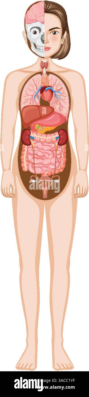 Full-body vector illustration of human anatomy with organs visible ...