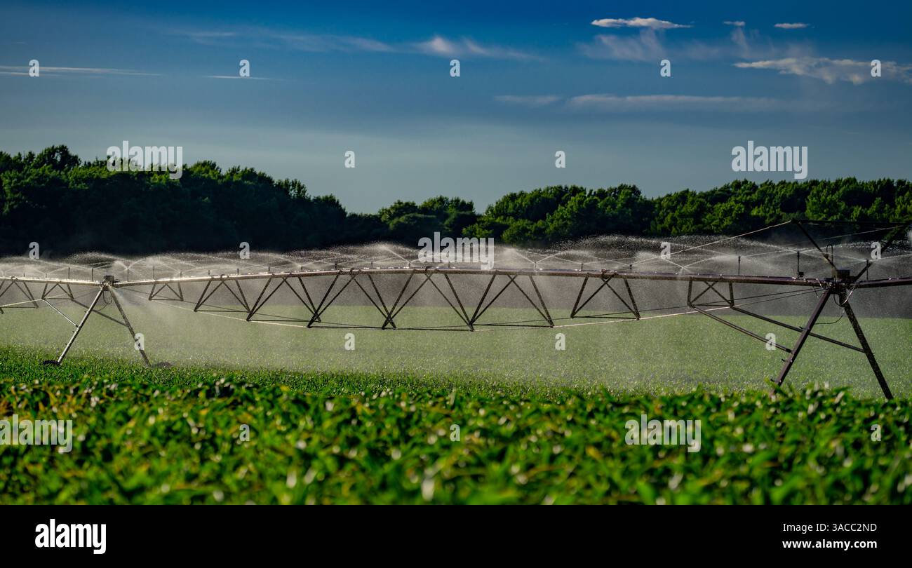 Irrigation system in function watering agricultural plants. Sprinklers ...