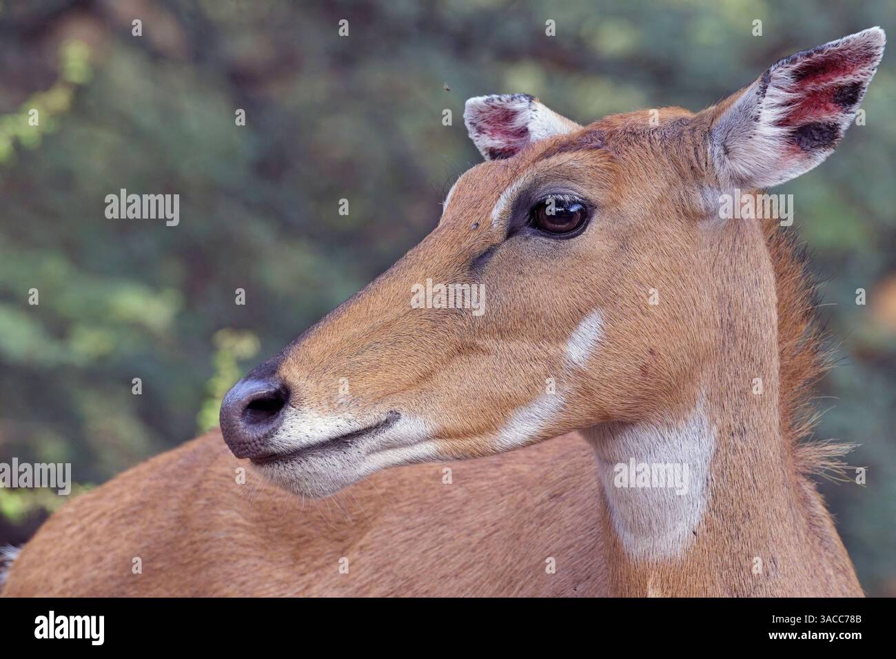 Sambar deer (Rusa unicolor), close portrait of a female, Jhalana ...