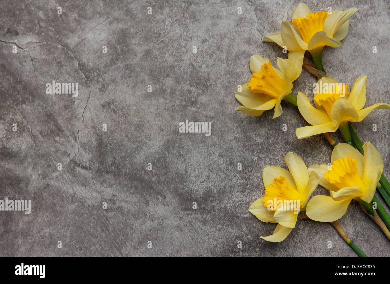 Bunch of yellow daffodils creating a spring or easter corner decoration ...