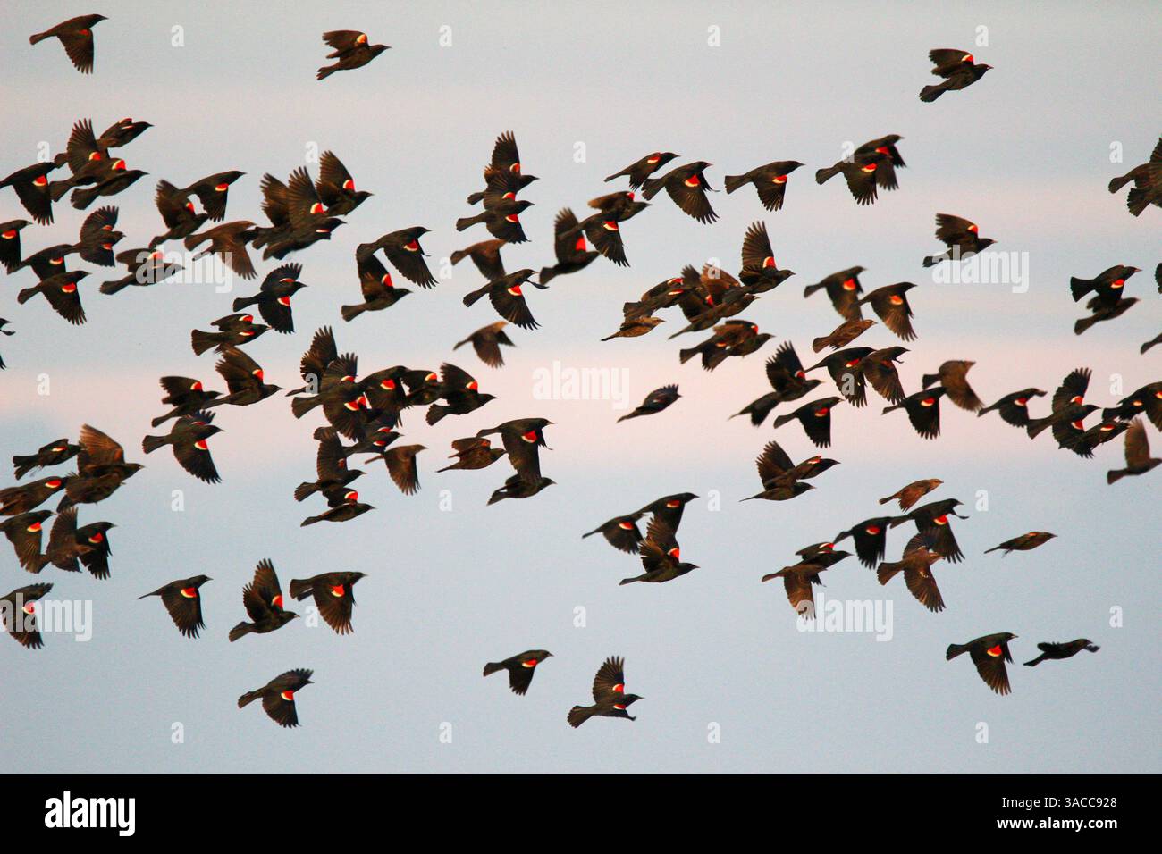 Beautiful flight black birds hi-res stock photography and images - Alamy