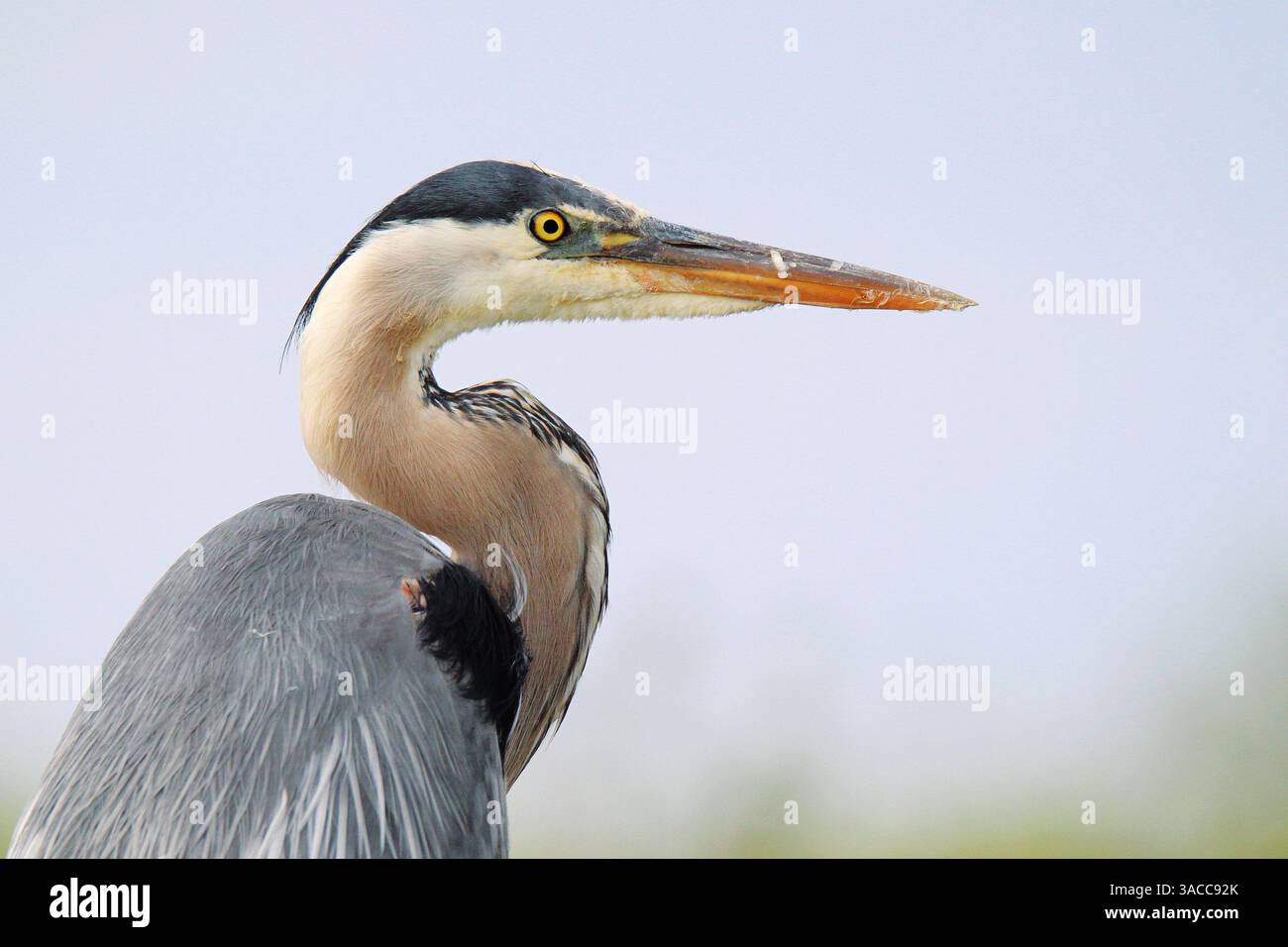 Great Blue Heron Profile view Long golden beak yellow eyes Stock Photo ...