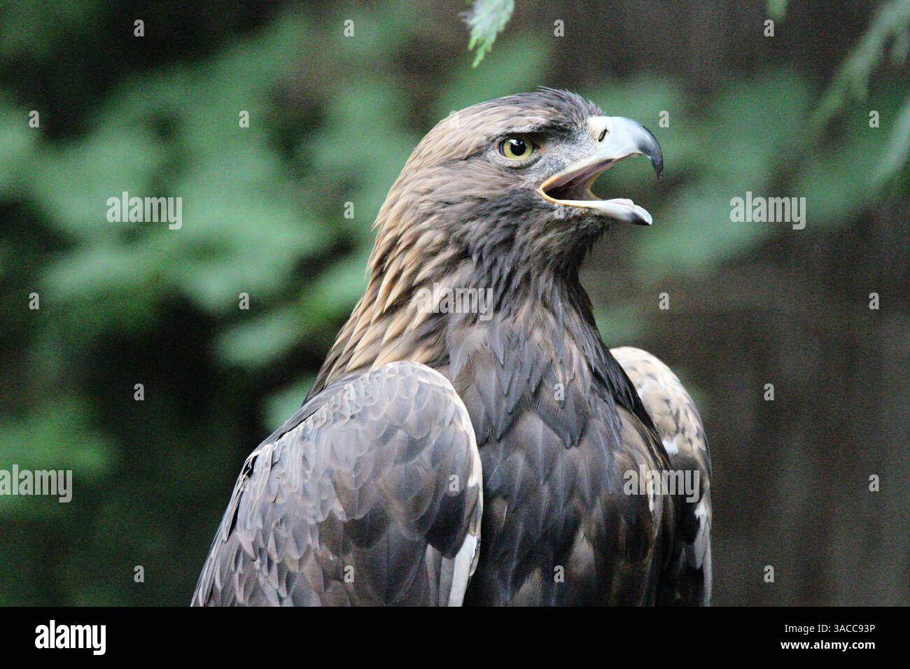 Golden Eagle looking regal being alert and looking Stock Photo - Alamy
