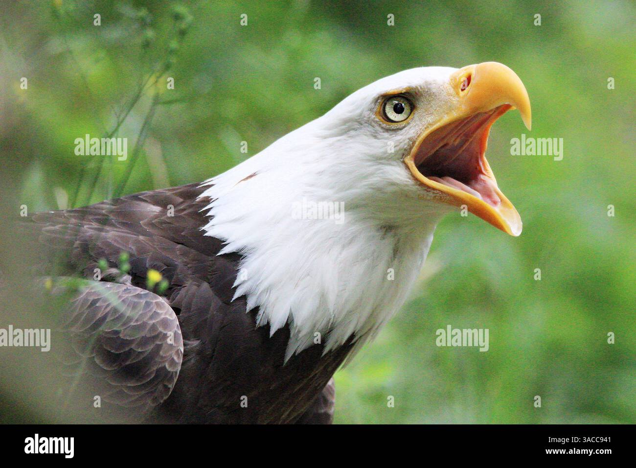 Bald Eagle Golden Beak Yellow Eyes Portrait View Green Background Stock ...