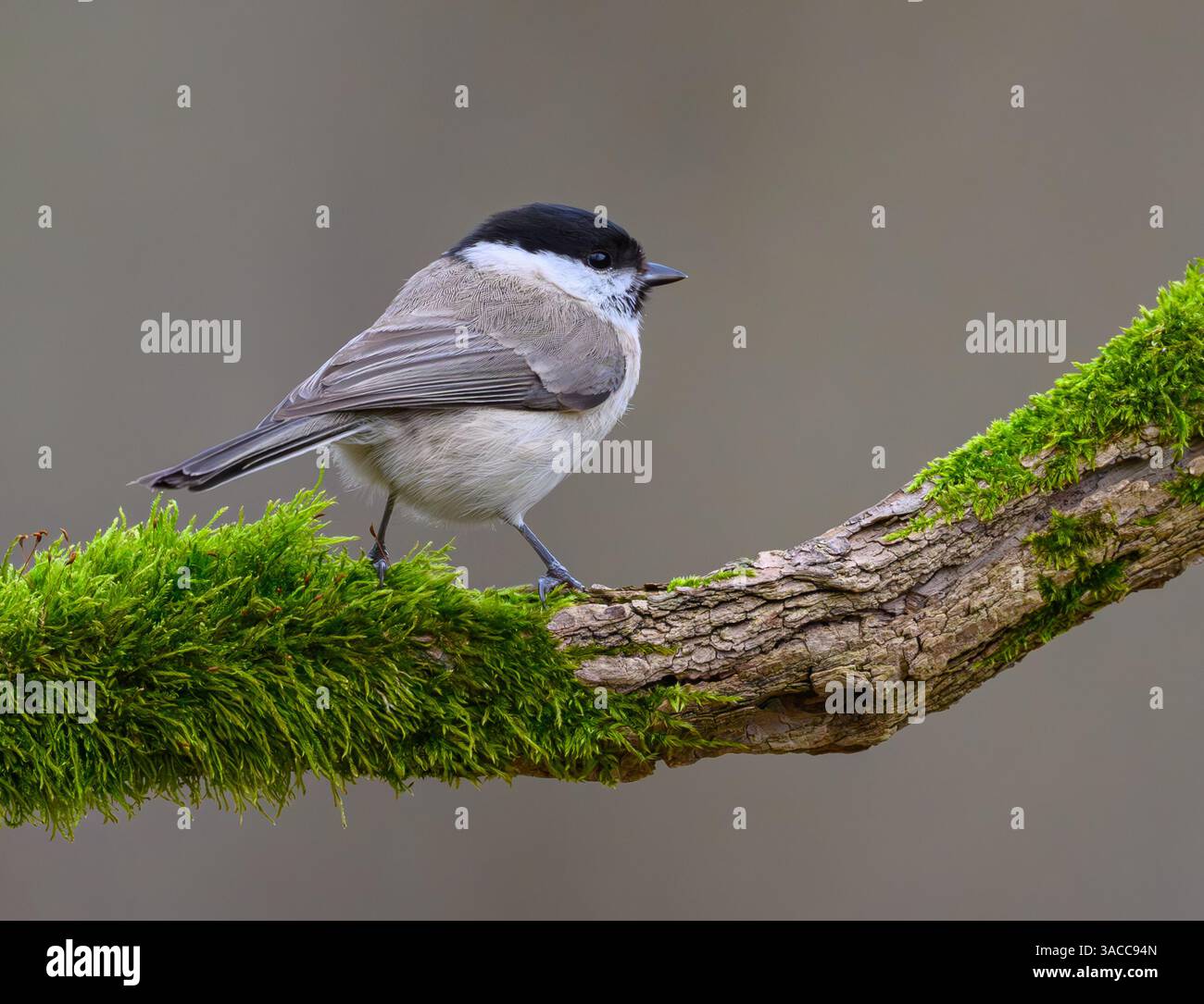 Sieversdorf, Germany. 30th Mar, 2025. A marsh tit, also known as a barn tit (Poecile palustris ...