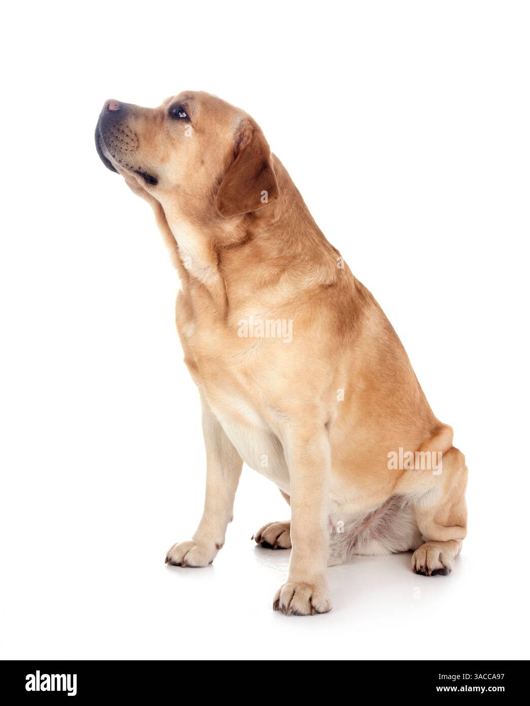 adult labrador retriever in front of white background Stock Photo - Alamy