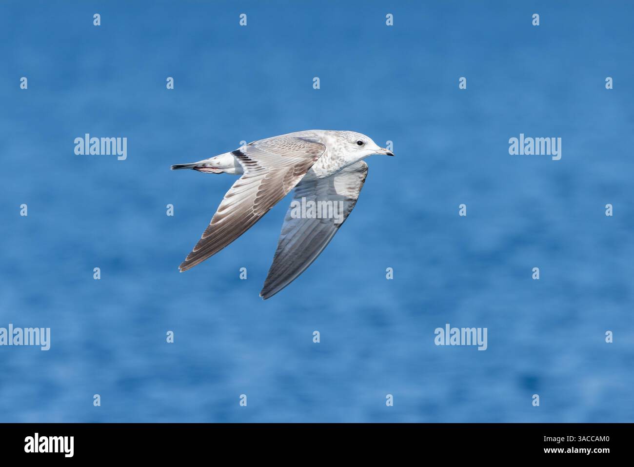 Common Gull [ Larus canus] Immature bird in flight, Mull, Scotland ...