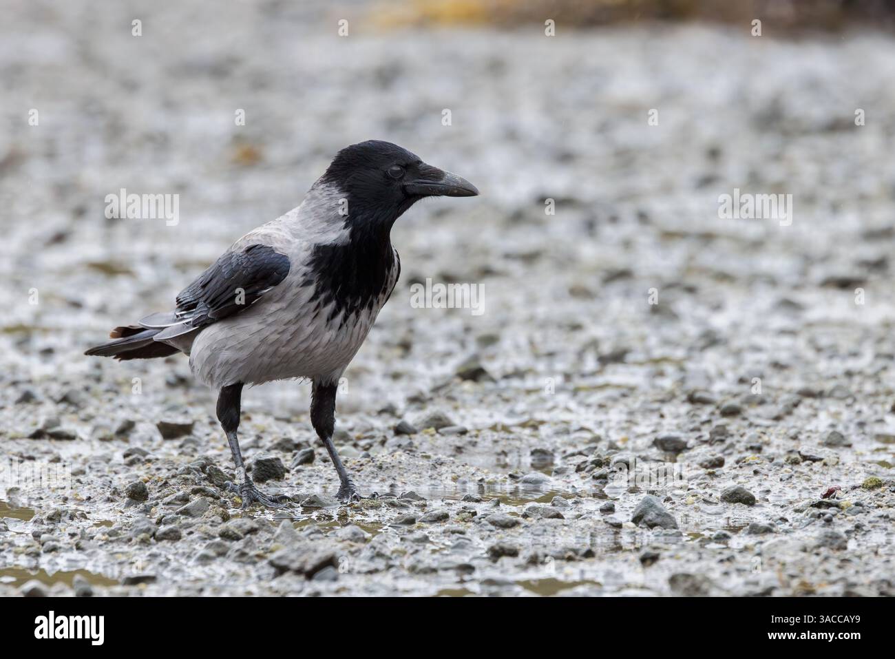Hooded crow scotland hi-res stock photography and images - Alamy