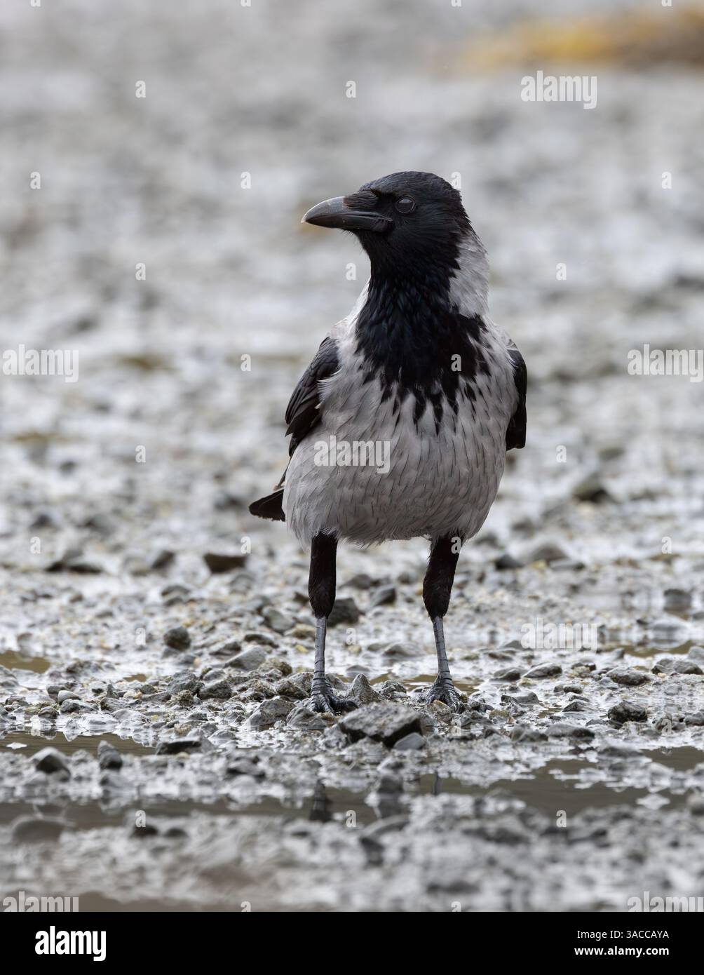 Hooded crow scotland hi-res stock photography and images - Alamy