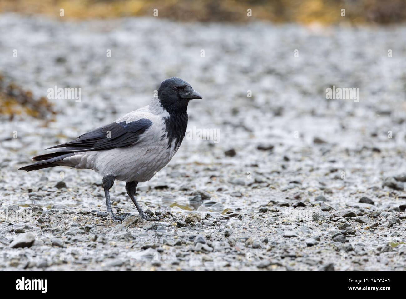 Hooded crow scotland hi-res stock photography and images - Alamy